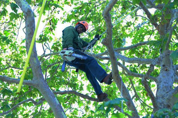 Residential Services - Coastal TreeTenders | Santa Maria CA